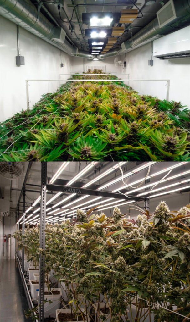 Modules to Grow | Modular Grow Rooms for Cannabis & Crops